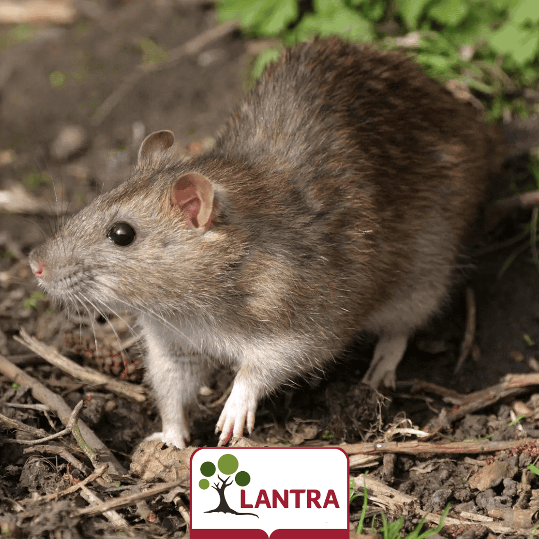 Rodent Management – UTASS